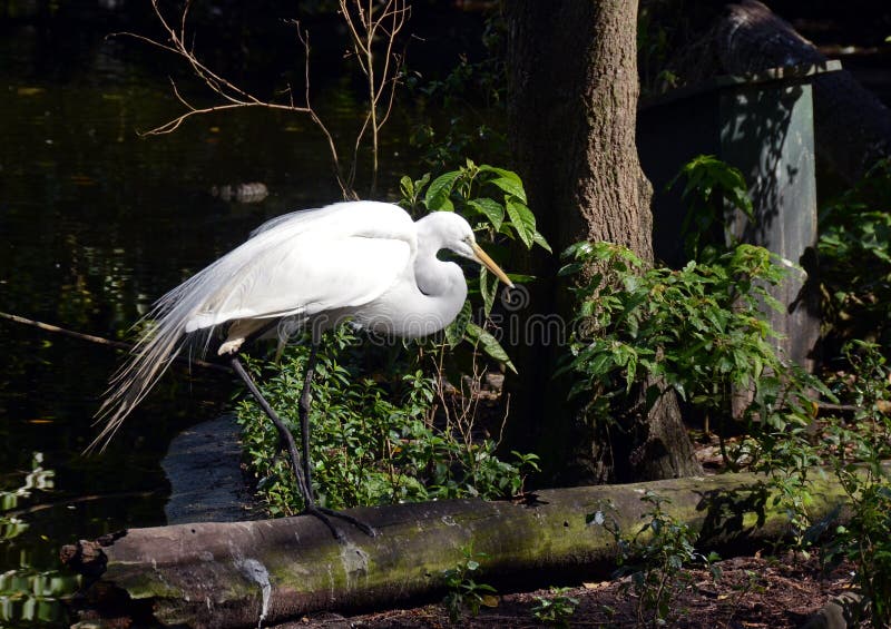 Great Egret in the Florida Everglades Stock Image - Image of swamp ...