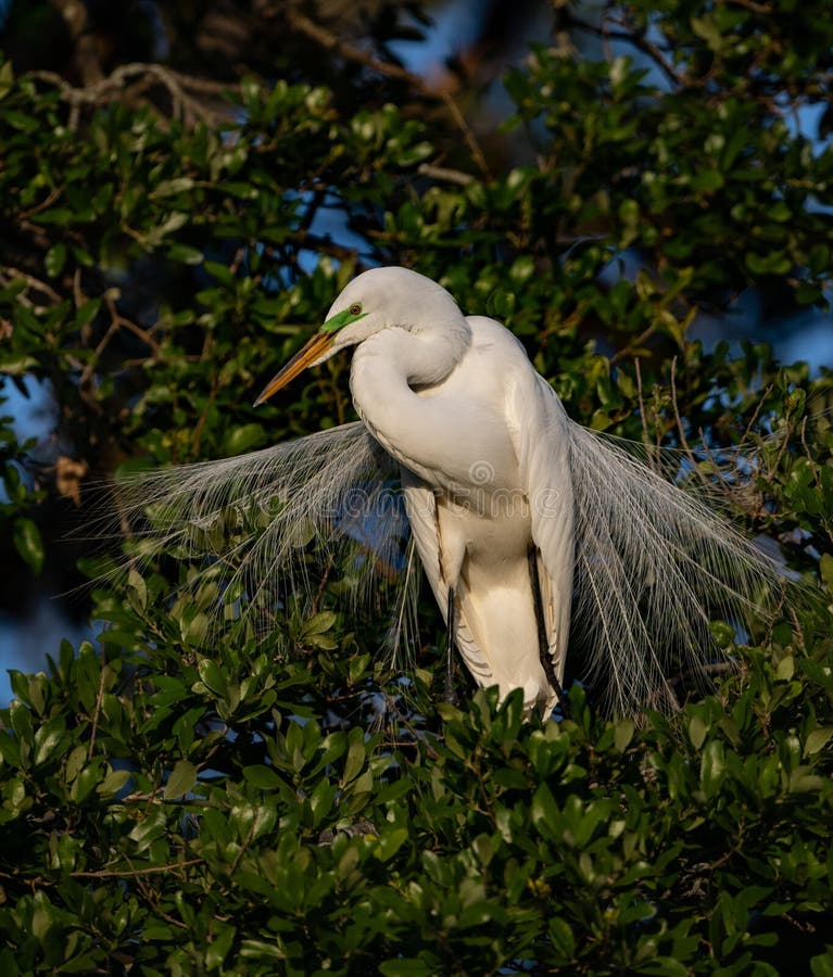 Great Egret in Florida stock image. Image of chicks - 168332291