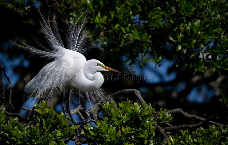 Great Egret in Florida stock image. Image of wild, chicks - 172403853