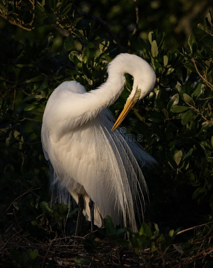 A Great Egret in Florida stock image. Image of falls - 246116131