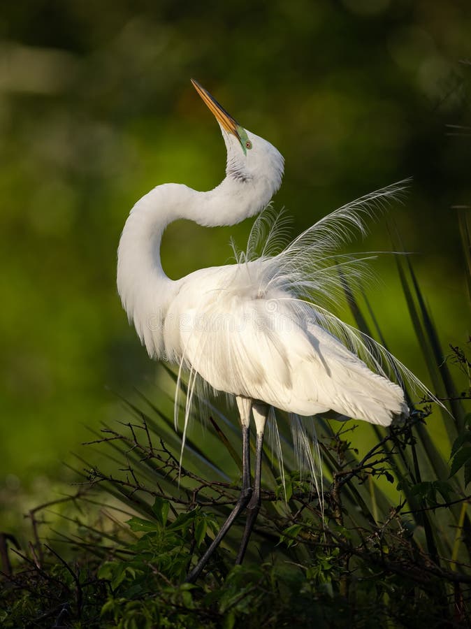 A Great Egret in Florida stock photo. Image of fall - 246555332
