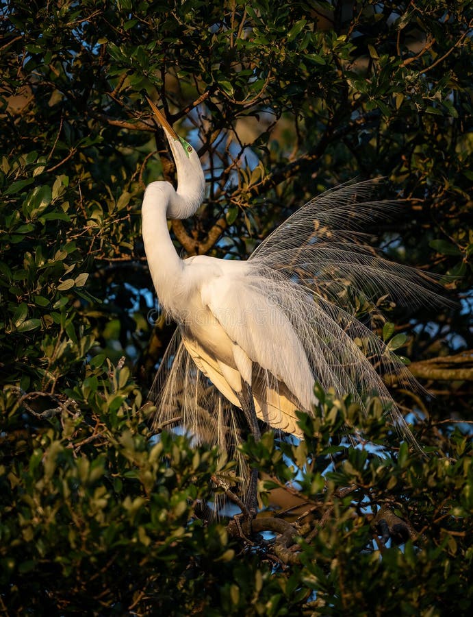 A Great Egret in Florida stock image. Image of canada - 246116119