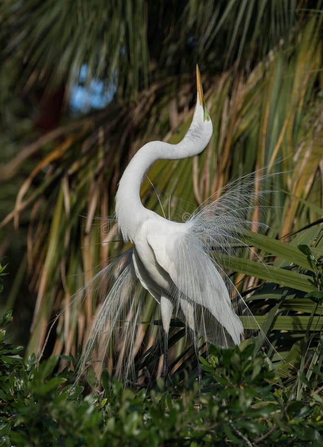 Great Egret Bird In Breeding Plumage In Nest, Florida Stock Photo ...