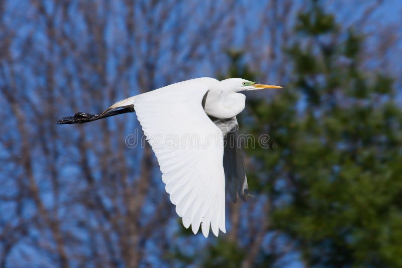 Great Egret Flying stock image. Image of wings, flying - 9433565