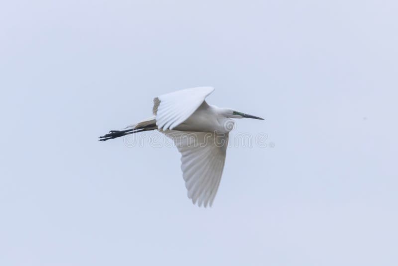 Great Egret Flying Ardea Alba Great White Egret Stock Image - Image of ...