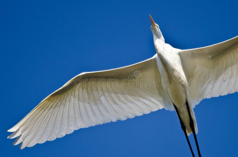 Great Egret Flying in a Blue Sky Stock Image - Image of yellow, look ...