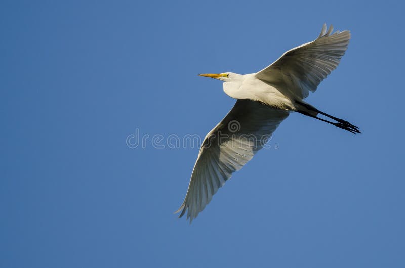Great Egret Flying in Blue Sky Stock Image - Image of flying, heron ...