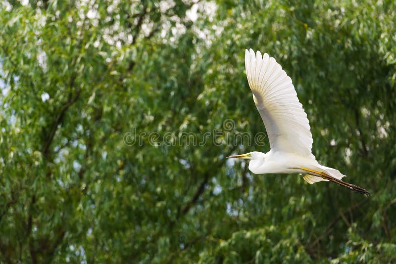 Great Egret Flying stock image. Image of great, bird - 72934445