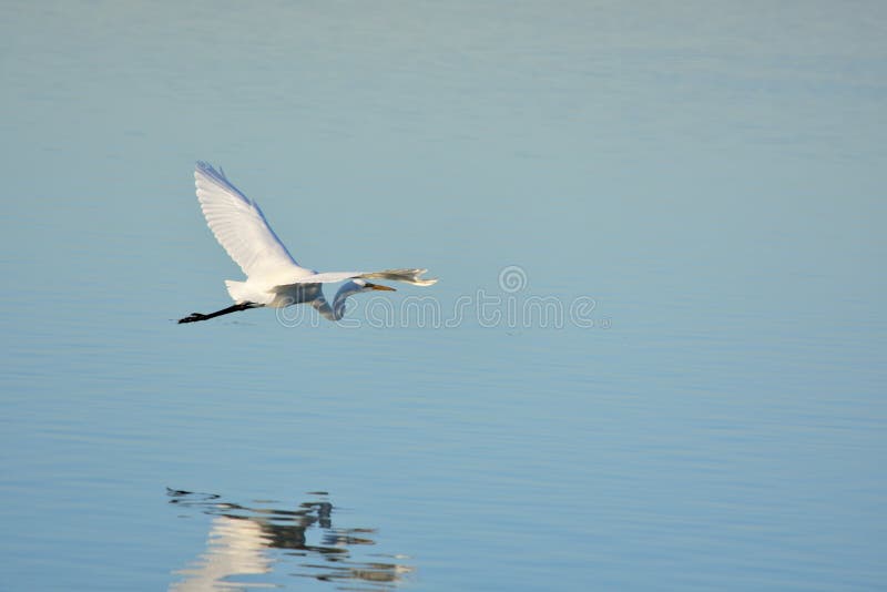 Great Egret Flying Low Over Water Stock Photo - Image of waterbody ...