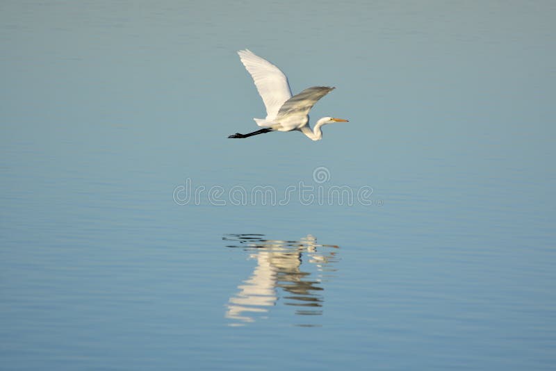 Great Egret Flying Low Over Water Stock Photo - Image of reflection ...