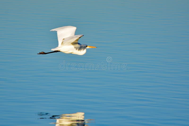 Great Egret Flying Low Over Water Stock Image - Image of wildlife ...