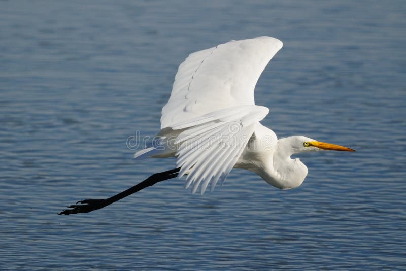 Great Egret Flying Over Clear Blue Water Stock Image - Image of ...