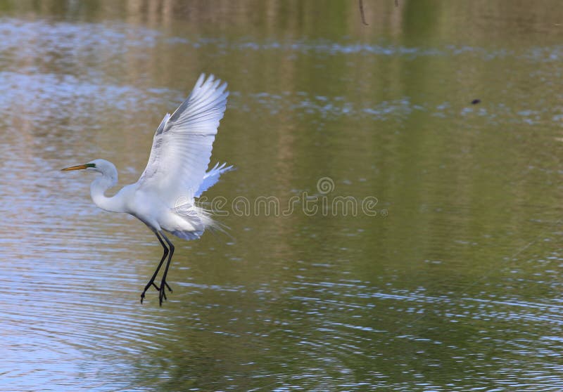 Great Egret stock image. Image of avian, florida, flight - 30365933