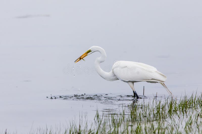 Great Egret with Caught Fish Stock Image - Image of animal, start ...