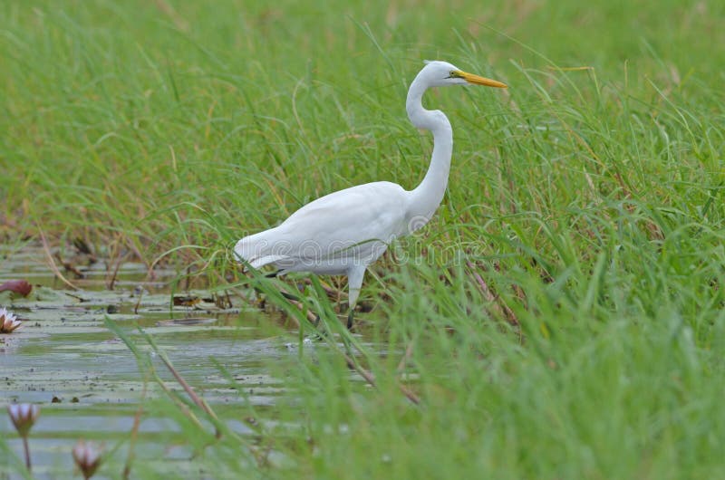 Great Egret in Green Grass, Northern Namibia Stock Photo - Image of ...