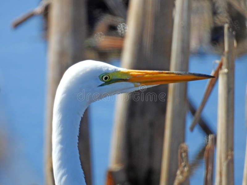 Great Egret Head Closeup Showing Dagger Sharp Bill Stock Photo - Image ...