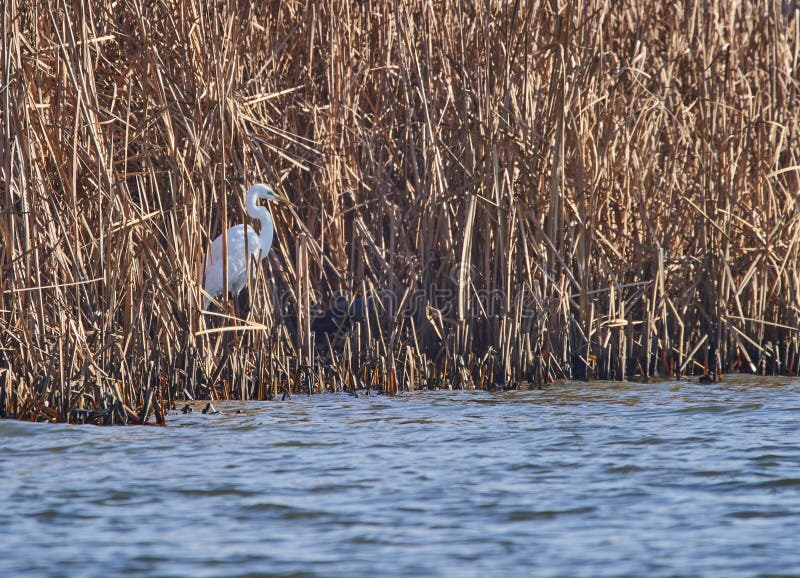 Great Egret Hiding in Reeds Stock Photo - Image of beautiful, natural ...