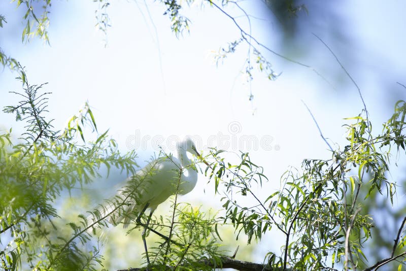 Great Egret on a High Perch Stock Photo - Image of bird, organism ...