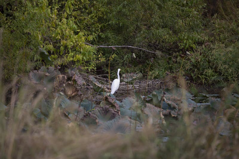 Great Egret Hunting stock image. Image of natural, louisiana - 213925397