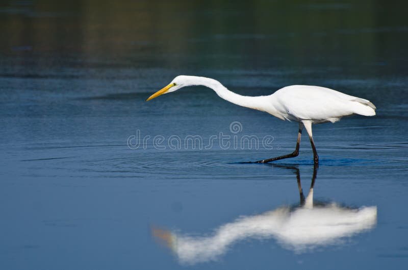 Great Egret Hunting for Fish in Autumn Stock Image - Image of fall ...