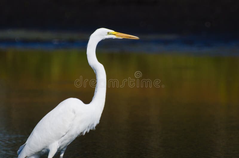 Great Egret Hunting for Fish in Autumn Stock Photo - Image of heron ...