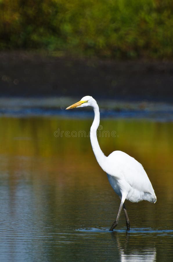 Great Egret Hunting for Fish in Autumn Stock Photo - Image of wildlife ...