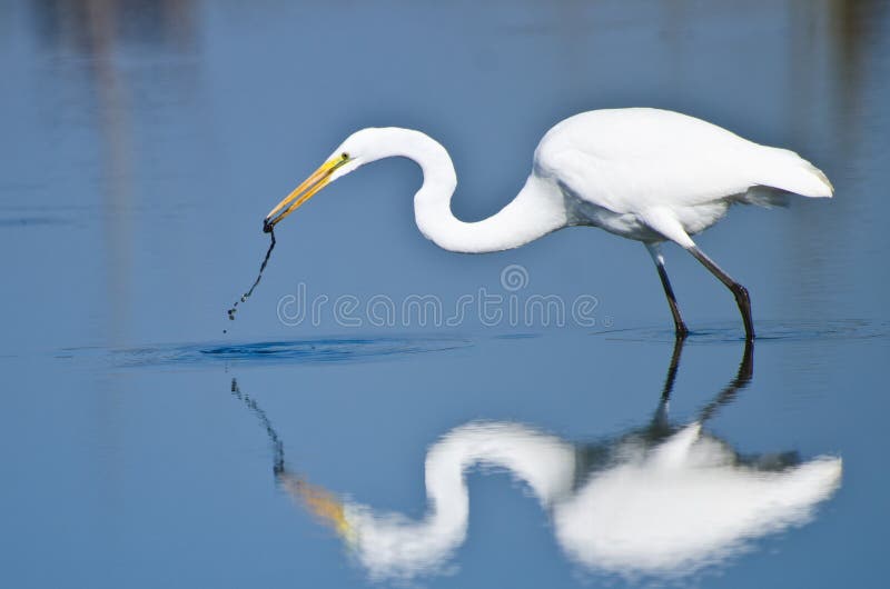 Great Egret Hunting for Fish Stock Photo - Image of north, blue: 36707820