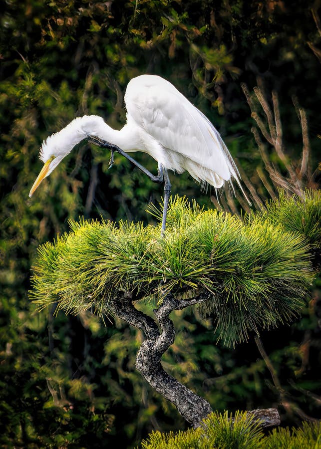 Great Egret in a Japanese Pine Stock Image - Image of pine, beak: 308520639