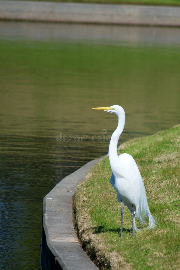 Great Egret Looking for Fish Stock Image - Image of wingman, ocean ...