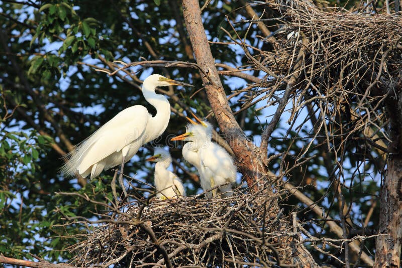 Great Egret nesting stock photo. Image of bird, wildlife - 55439694