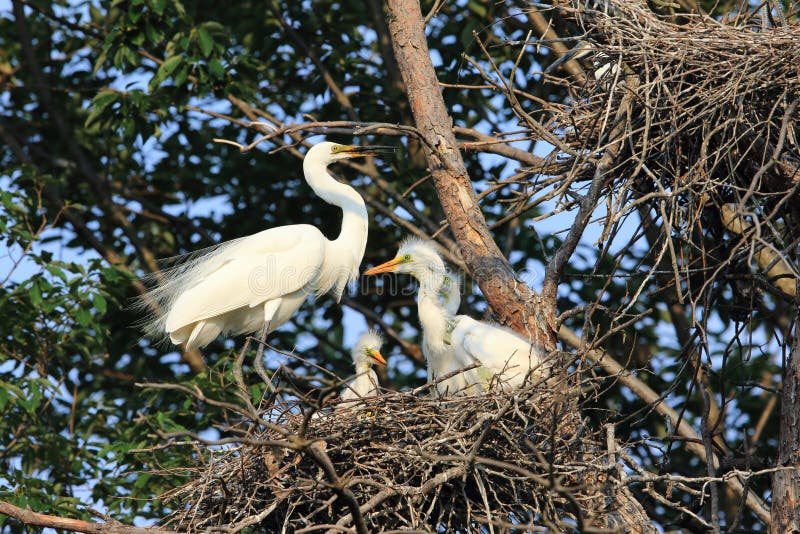 Great Egret nesting stock photo. Image of tick, asia - 55440056