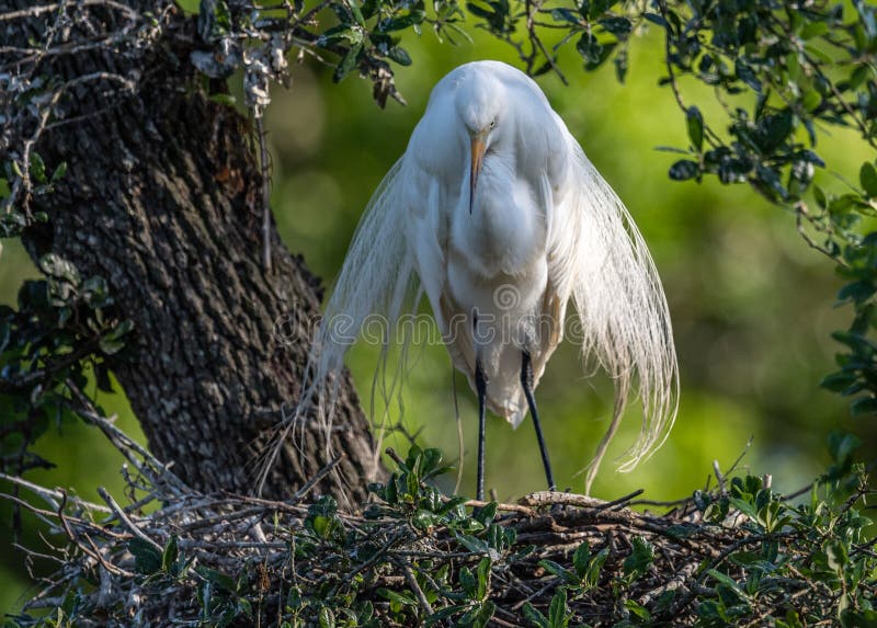 Great Egret in Florida stock photo. Image of tree, night - 144715918