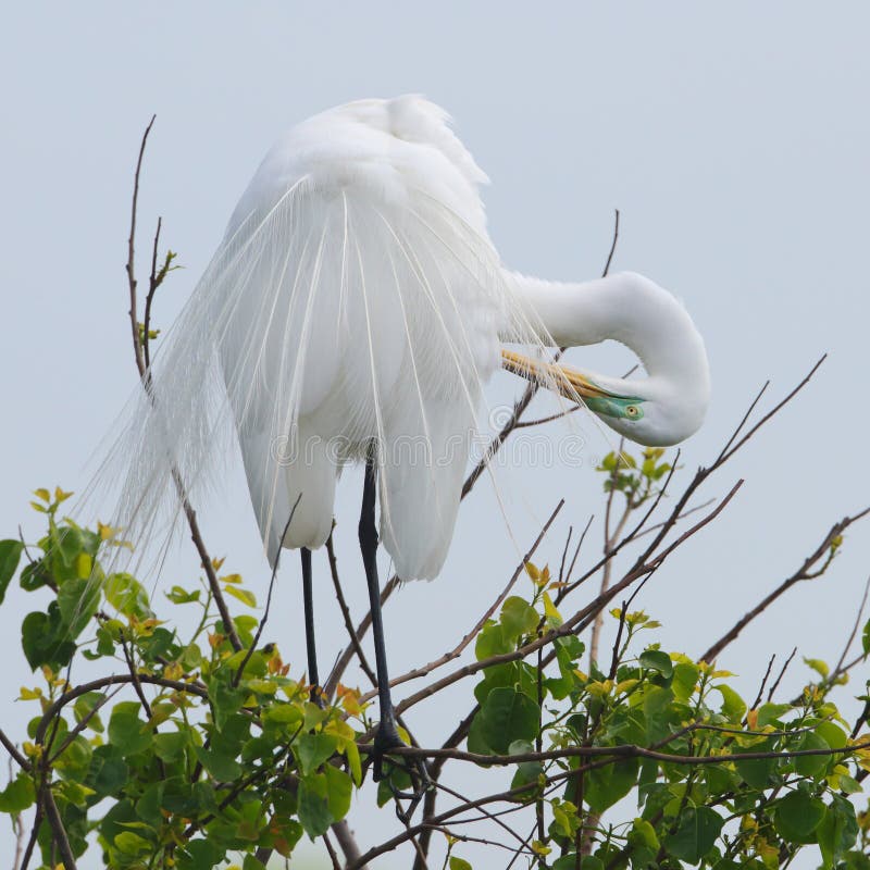 Great Egret Preening Its Feathers Stock Image - Image of legs, preen ...