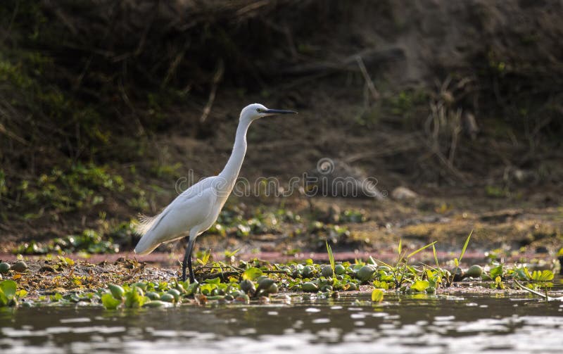 Great egret stock photo. Image of food, fish, heron - 268343882