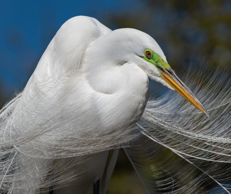 Great Egret in Florida stock image. Image of cute, florida - 140629087
