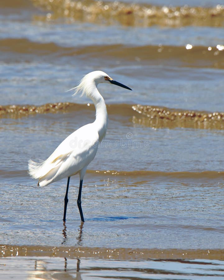 Great Egret Standing Along a Beach Stock Photo - Image of nature, water ...