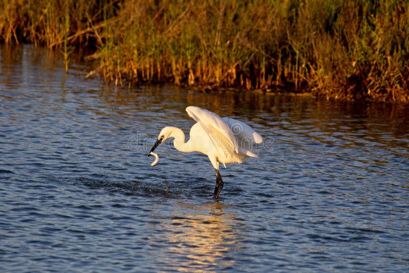 Great Egret Standing in Blue Water and Eating a Fish Stock Photo ...