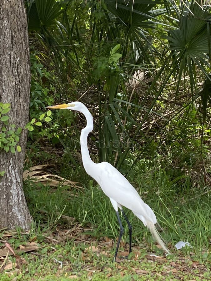 Great egret stock photo. Image of white, bushes, great - 227309178