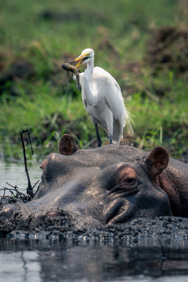 Great Egret Stands Holding Fish Behind Hippo Stock Photo - Image of ...