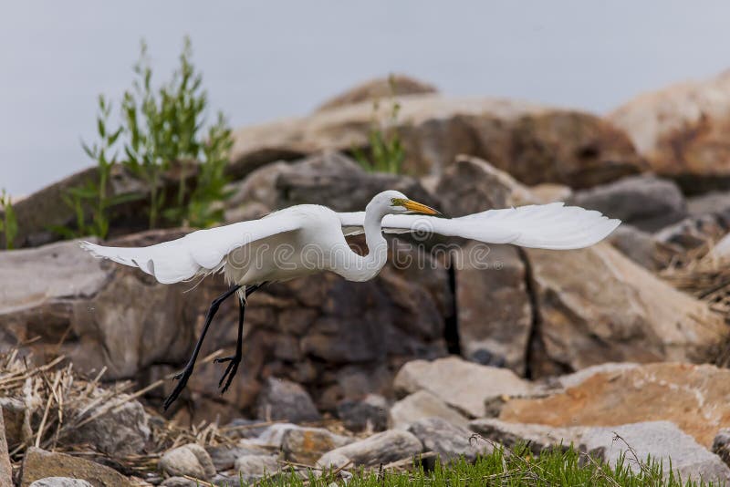 Great Egret Start Flying from Rocks Stock Image - Image of rocks ...