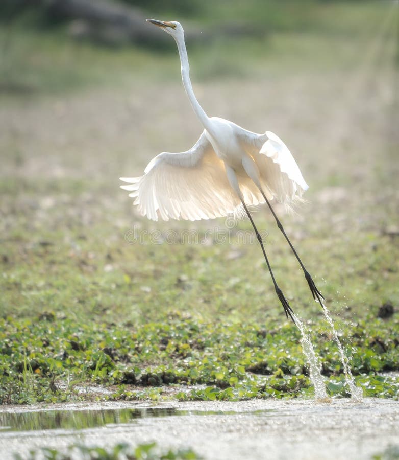 Great Egret Taking Flight stock photo. Image of egret - 315550768