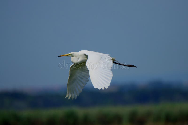 Great Egret Water Bird Flight Stock Photo - Image of bird, flig: 250527230