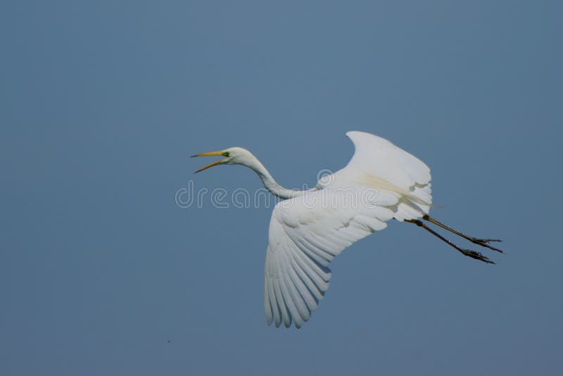 Great Egret Water Bird Flight Stock Image - Image of eagle, wildlife ...