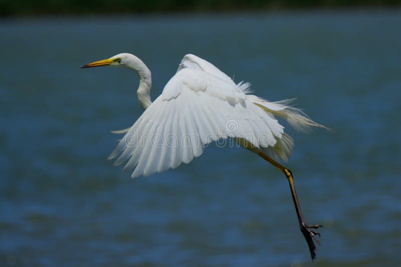 Great Egret Water Bird Flight Stock Photo - Image of seabird, wing ...