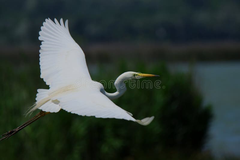 Great Egret Water Bird Flight Stock Image - Image of water, beak: 250527603