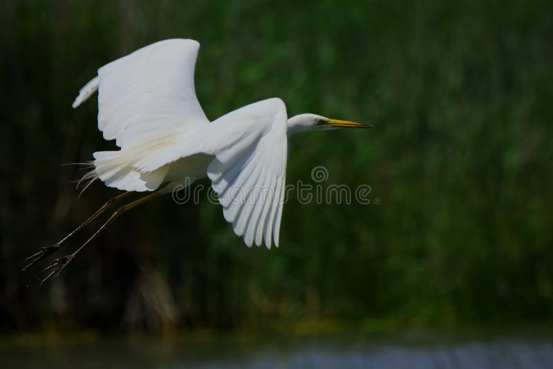 Great Egret Water Bird in Flight Stock Photo - Image of swan, ducks ...