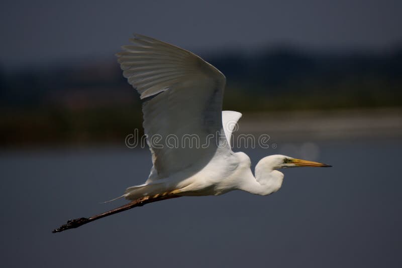Great Egret Water Bird Flight Stock Image - Image of beak, gull: 250752941