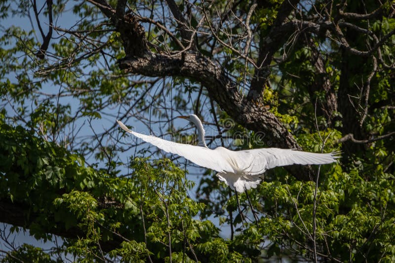 Great Egret White Bird in Flight Landing in an Oak Tree Stock Image ...