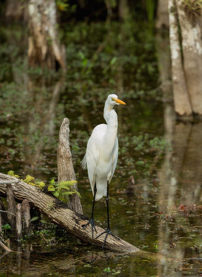 Great Egret in the Wild in the Everglades. FLORIDA Stock Image - Image ...