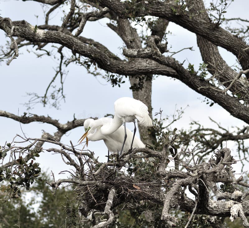 Great egrets building nest stock photo. Image of landing - 30082820